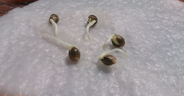 Wietzaden Ontkiemen 2025: Tips voor Indoor & Outdoor | Suzy Seeds